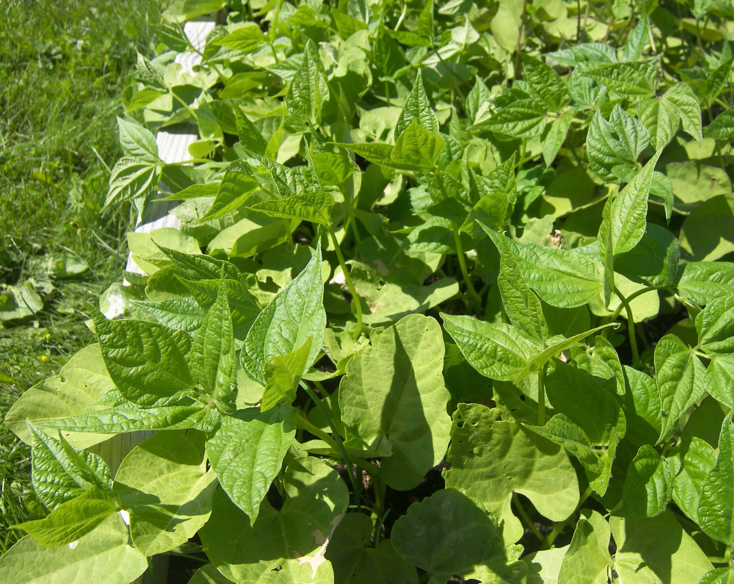 Growing Beans Blue Lake 274 Bush At 2 Weeks Eat Like No One Else