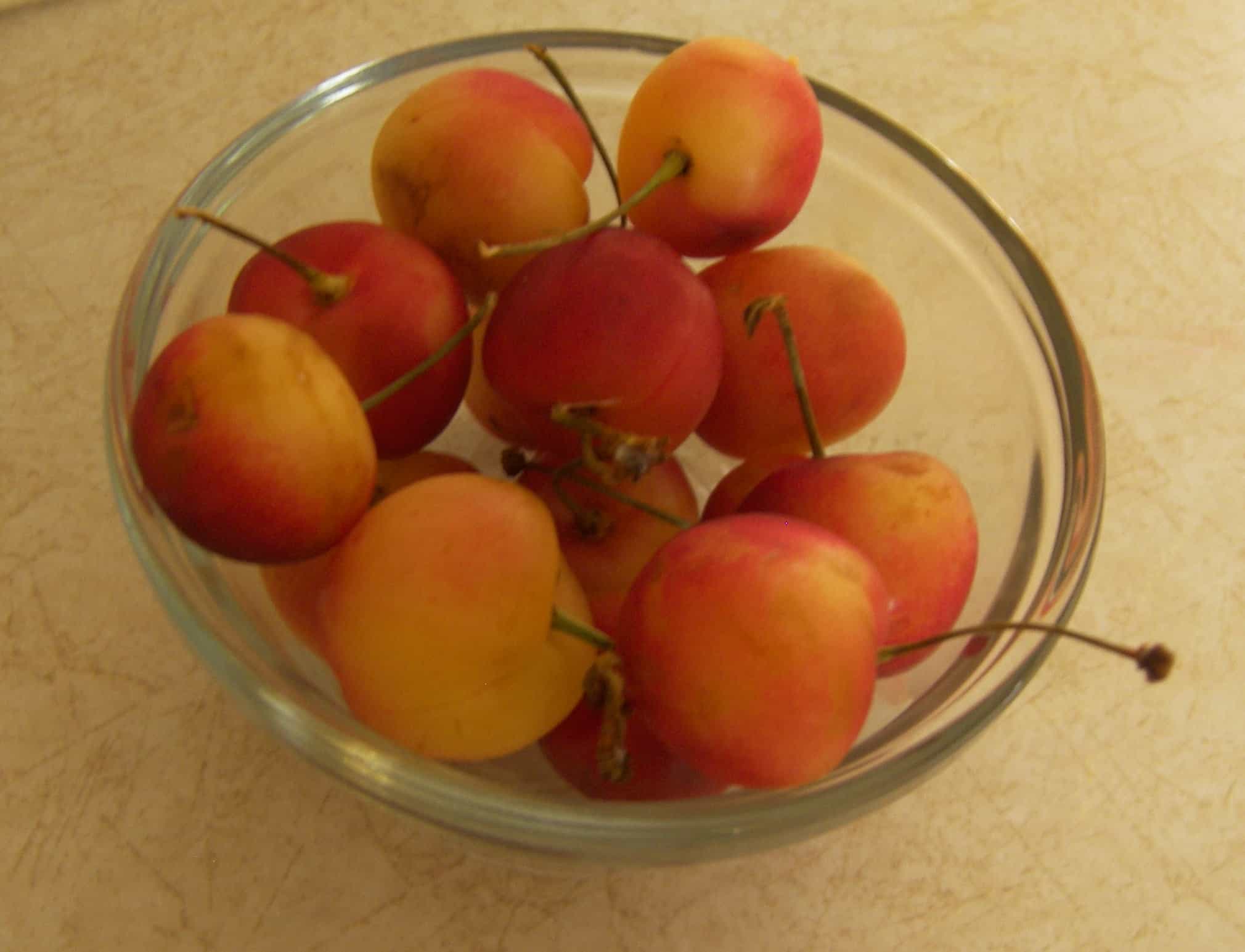 FAQ : What is the Difference Between Rainier & Queen Anne Cherries? FAQ : What is the Difference Between Rainier & Queen Anne Cherries?