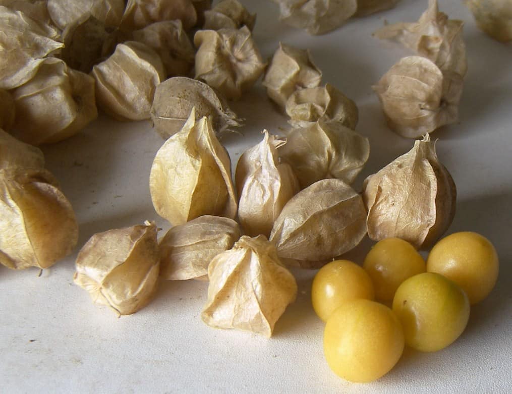 What Is A Stone Cherry Ground Cherry Or Cape Gooseberry 