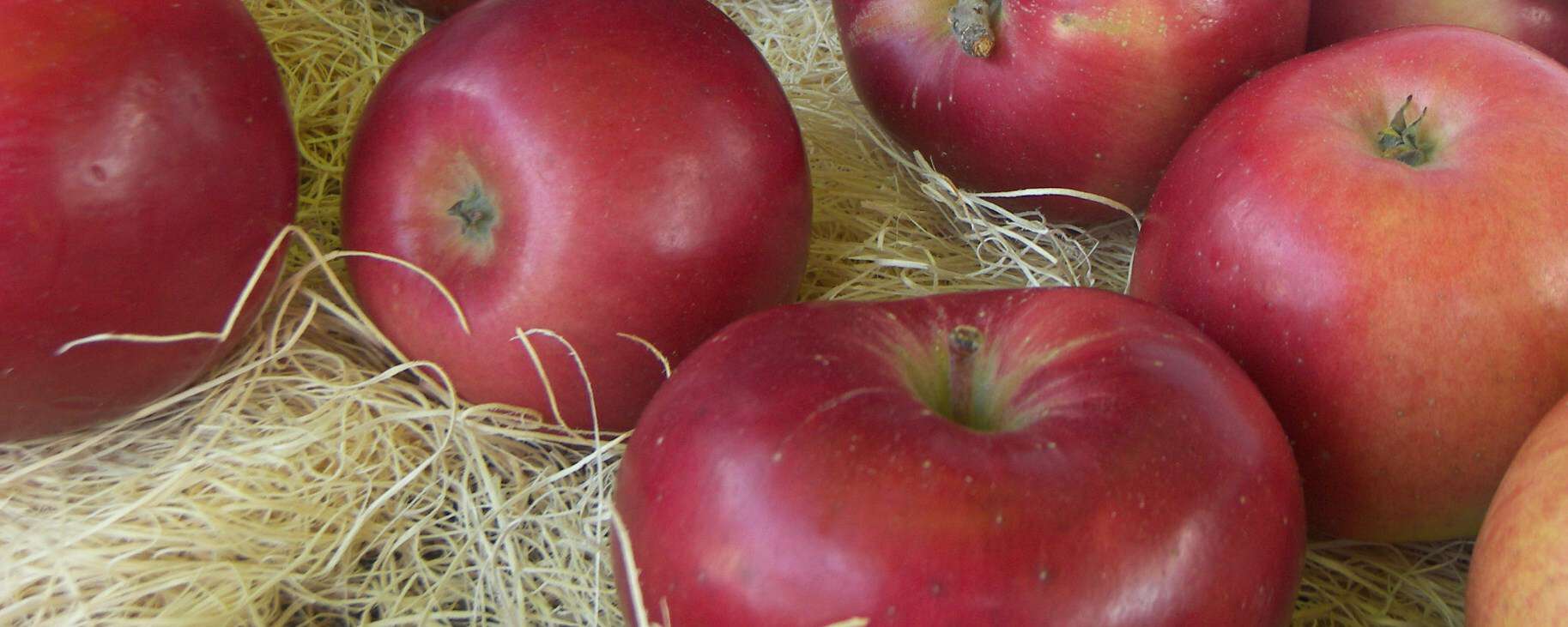 Cinnamon Spice Apple Variety - Eat Like No One Else