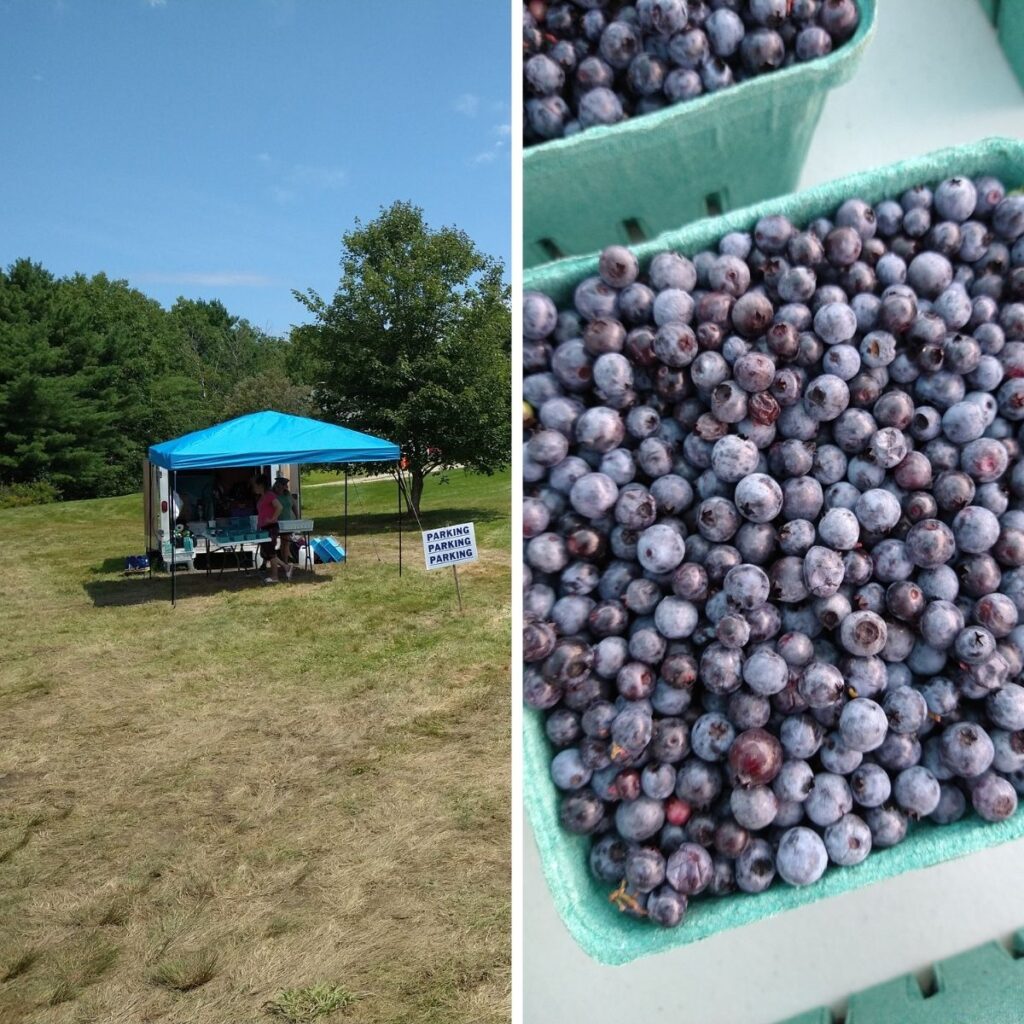 9 Things You Should Know About Wild Blueberries - Eat Like No One Else