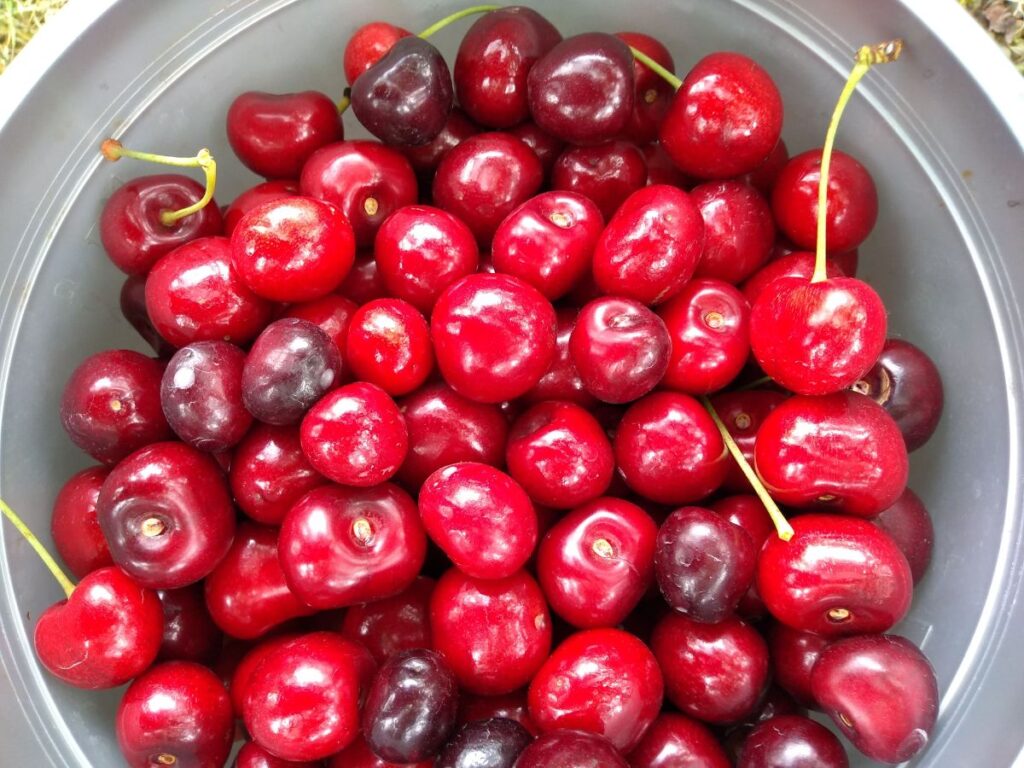 When are Cherries in Season by State? - Eat Like No One Else