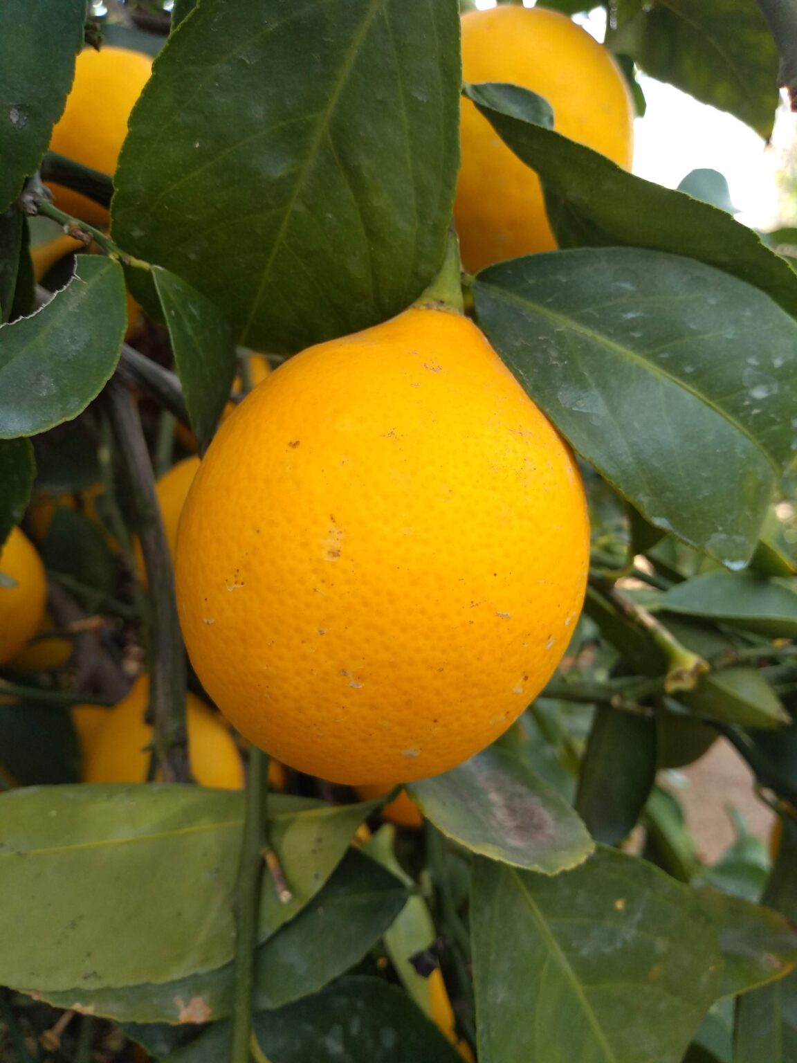 What Kind of Lemons are Sold in Grocery Stores? - Eat Like No One Else