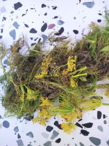 How to Tell if Dill is Bad? 3 Ways It Goes Bad - Eat Like No One Else