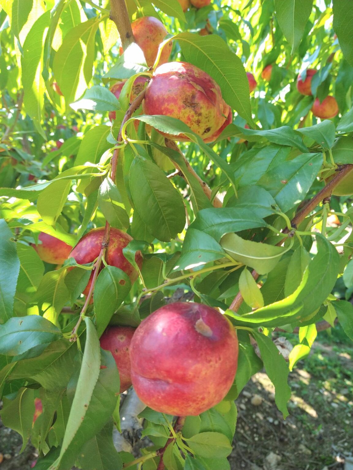 When Does Nectarine Season Begin (and End)? - Eat Like No One Else