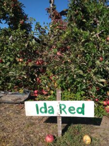 Ida Red Apples - Eat Like No One Else