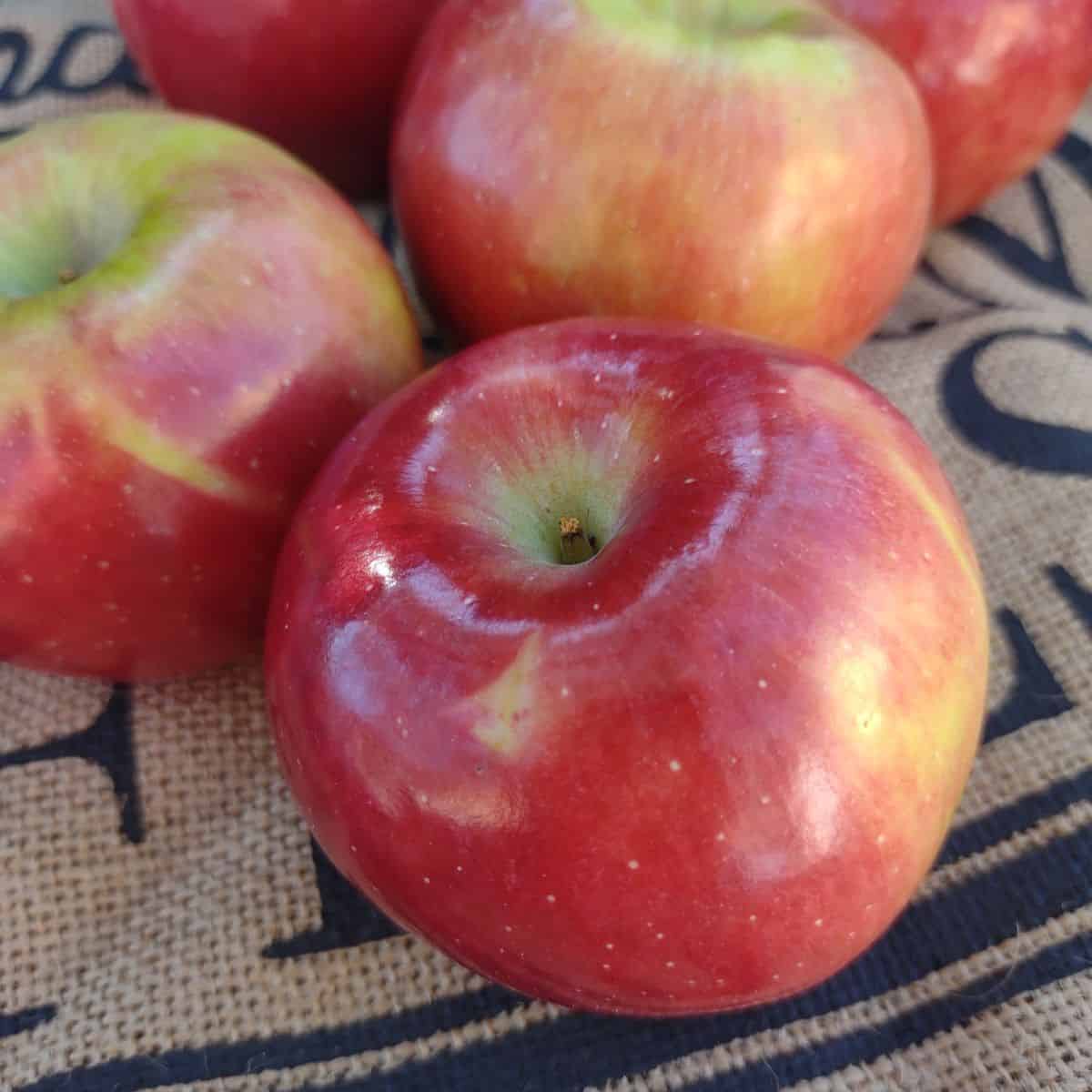 RubyFrost Apples - Eat Like No One Else