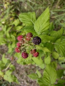 How to Tell If Raspberries are Bad - Eat Like No One Else