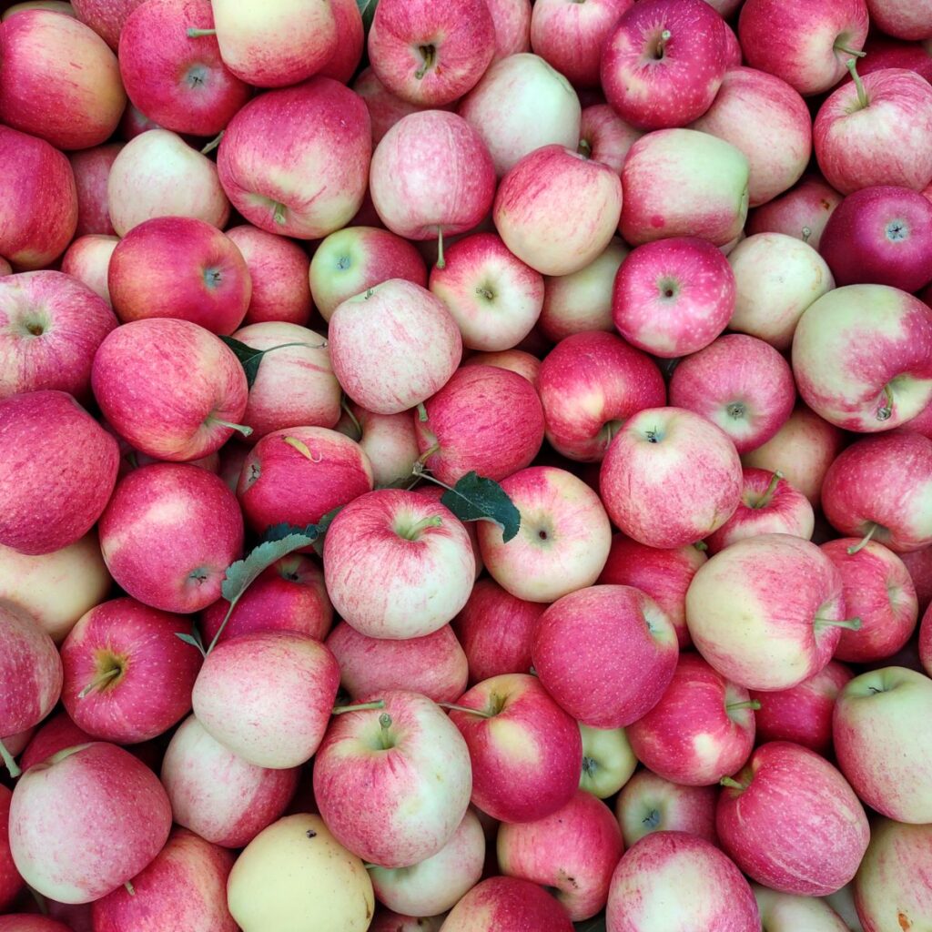 Ultimate Guide to Gala Apples: From Selection to Recipes and Beyond ...