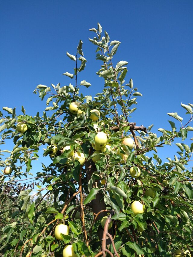 What to Do With Golden Supreme Apples - Eat Like No One Else