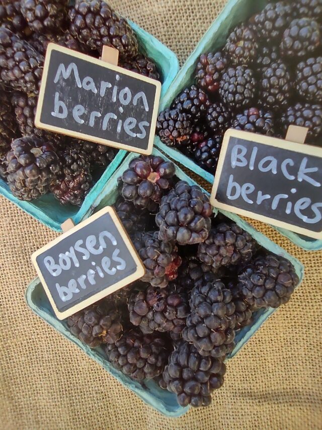 Marionberries vs Boysenberries vs Blackberries: What's the Difference ...