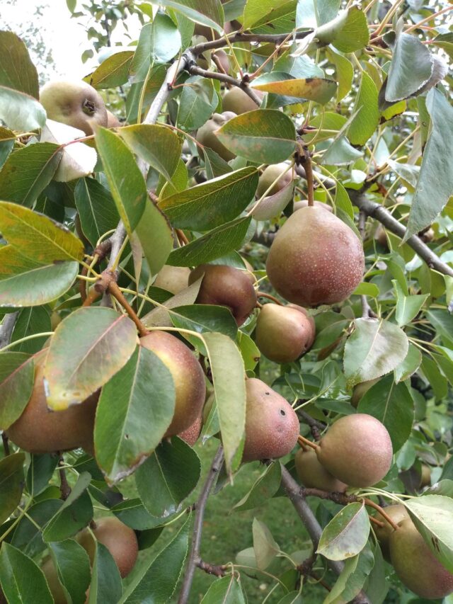 Seckel Pears - A Guide to This Petite Fruit - Eat Like No One Else