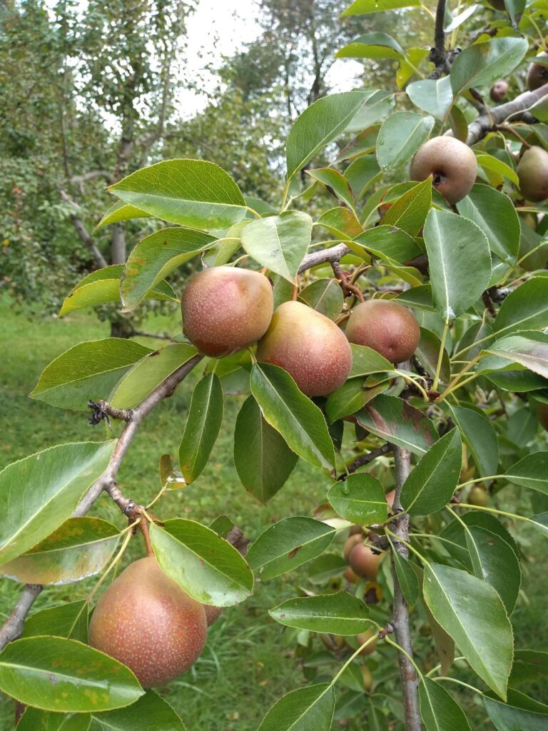 Seckel Pears - A Guide to This Petite Fruit - Eat Like No One Else