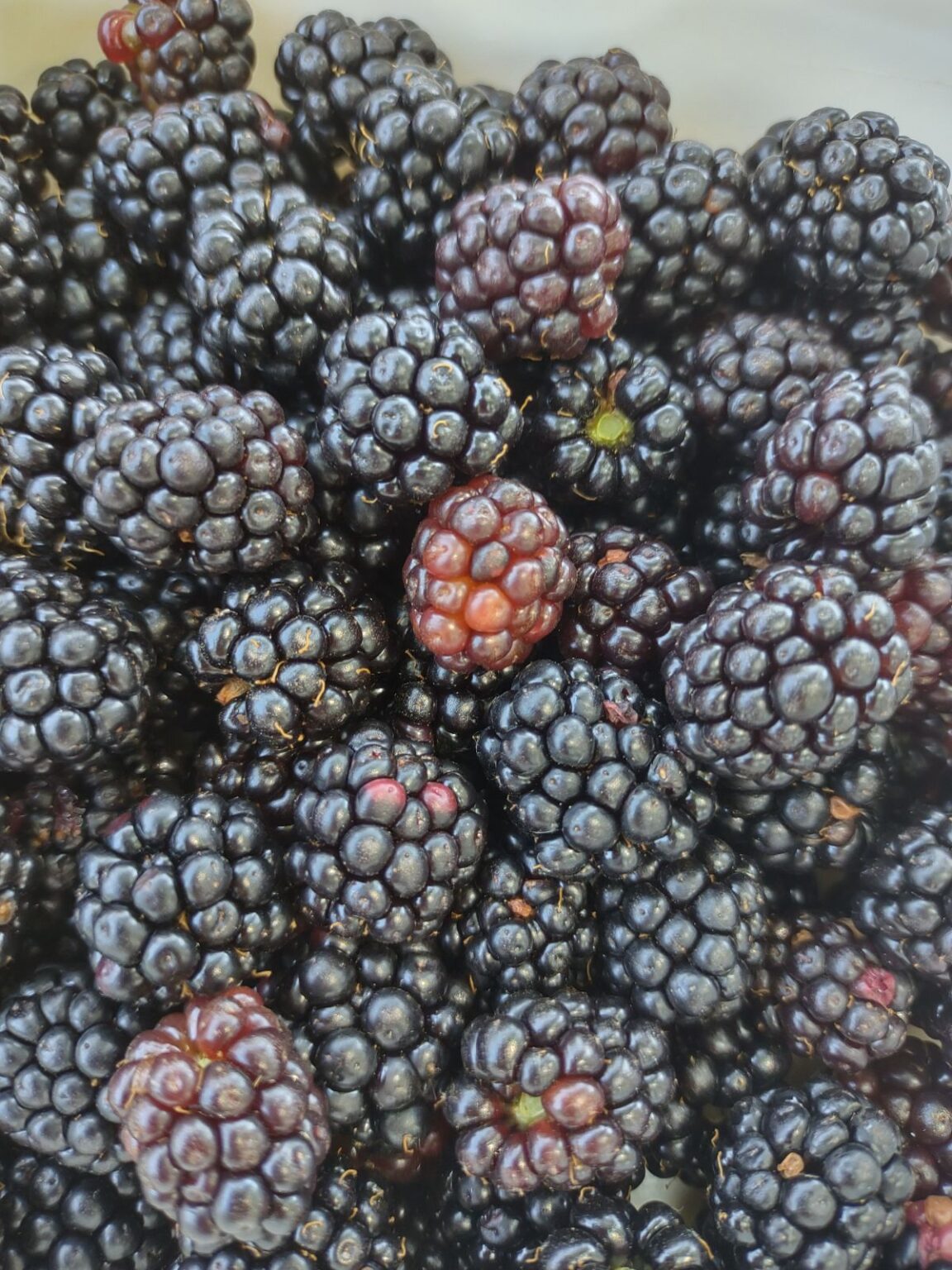 Marionberries vs Boysenberries vs Blackberries: What's the Difference ...