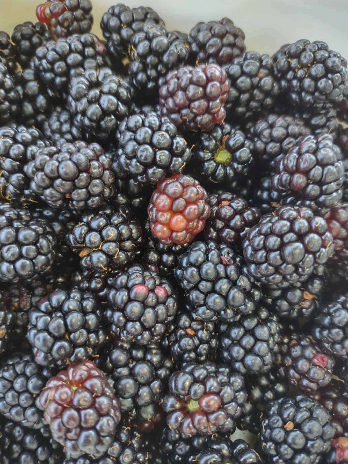Marionberries vs Boysenberries vs Blackberries: What's the Difference ...