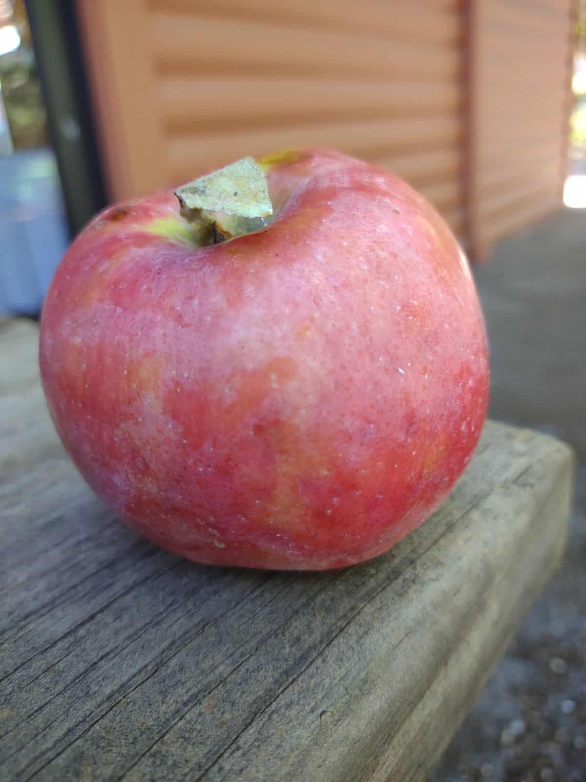 Where to Find Gravenstein Apples - Eat Like No One Else