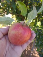 Esopus Spitzenburg - Thomas Jefferson's Favorite Apple - Eat Like No ...