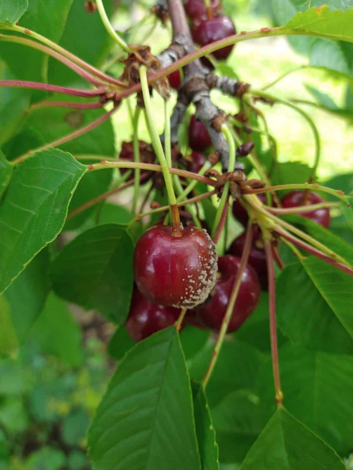 When are Cherries in Season by State? - Eat Like No One Else