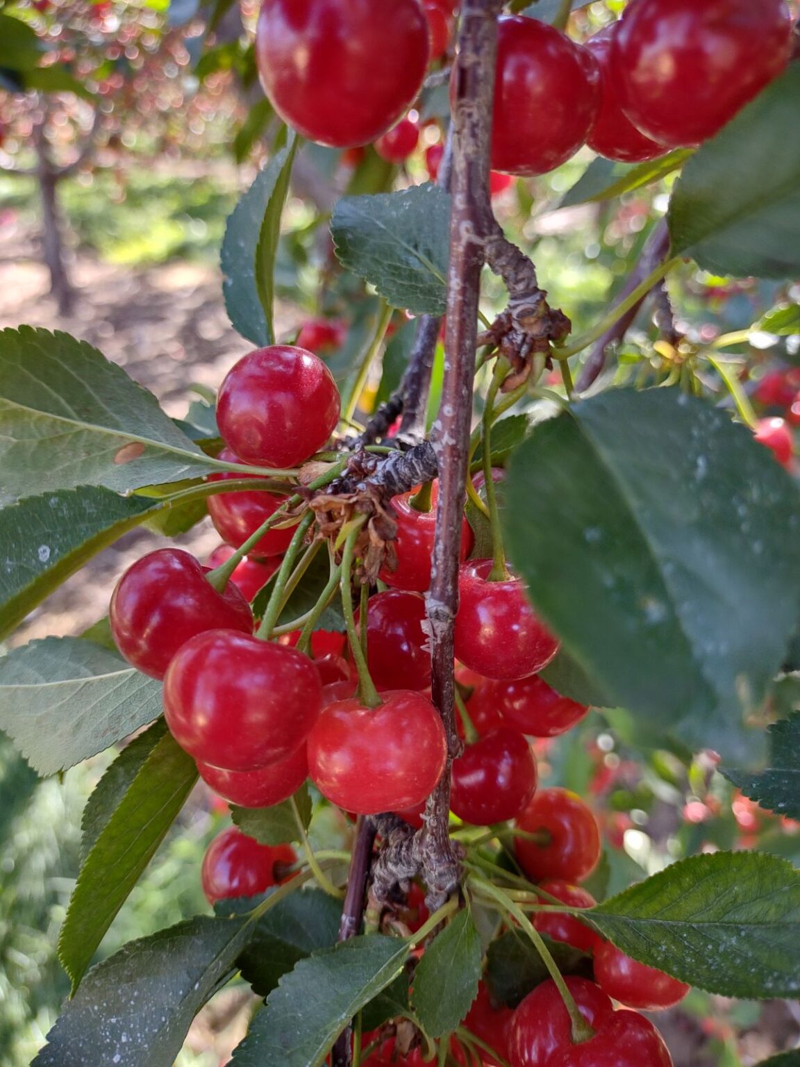 When are Cherries in Season by State? - Eat Like No One Else