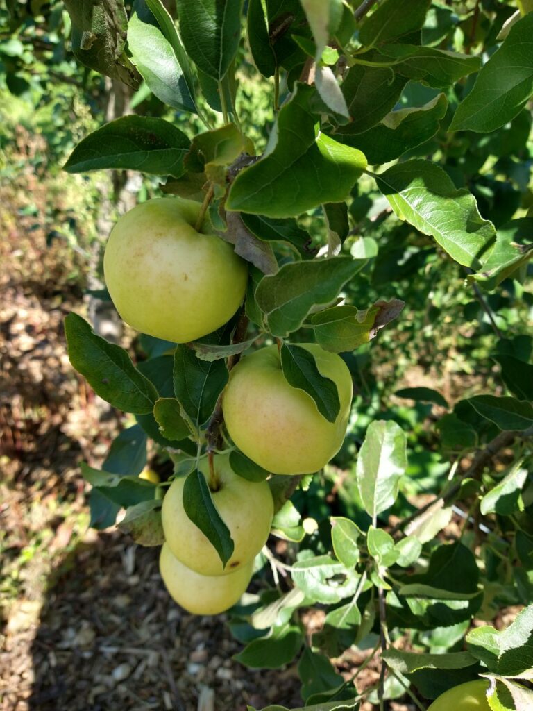 What to Do with Ginger Gold Apples? - Eat Like No One Else